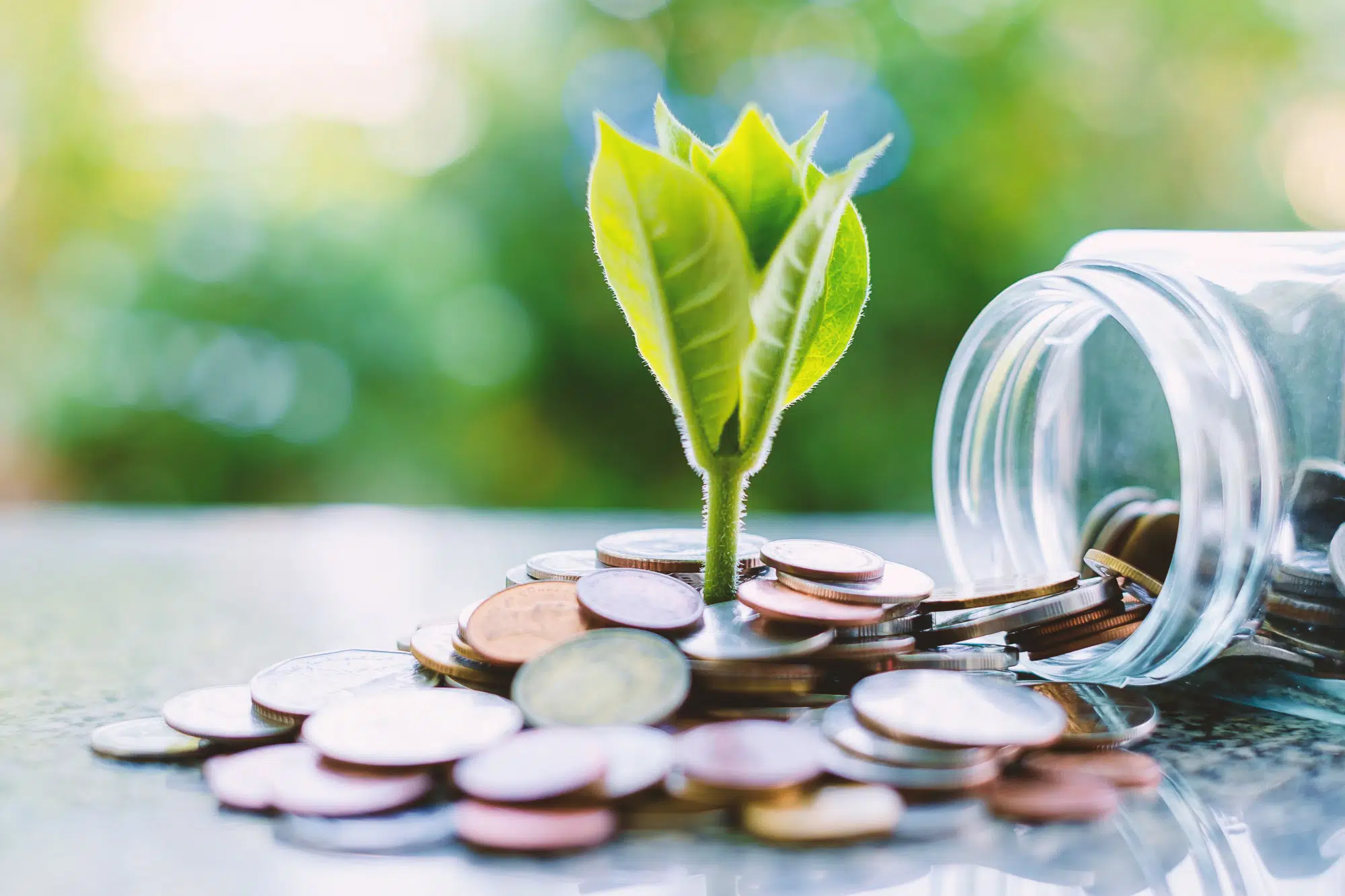 What Function Does Financial Management Serve In A Company 